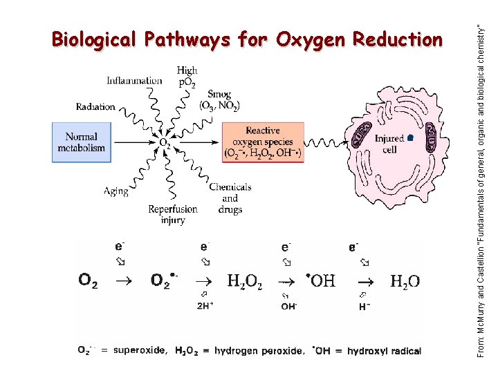 Reactive Oxygen Species I Free radicals ROS Defined
