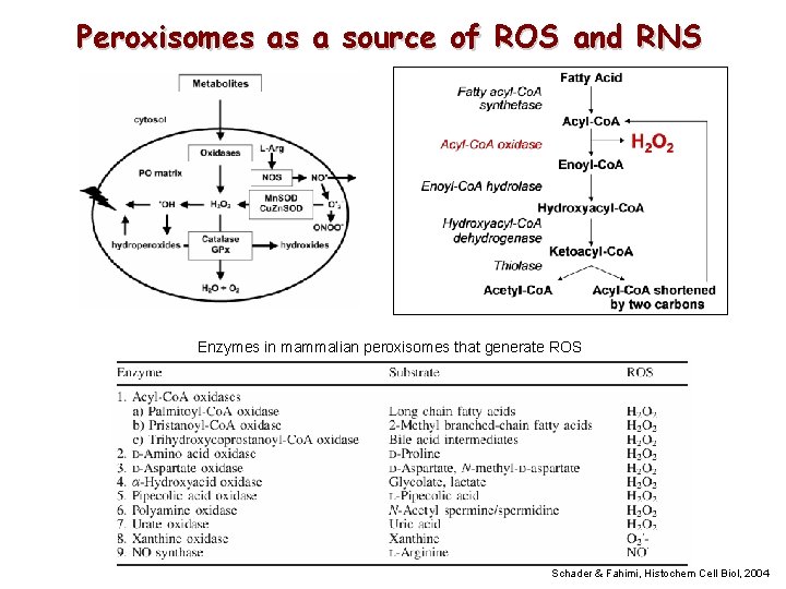 Reactive Oxygen Species I Free radicals ROS Defined
