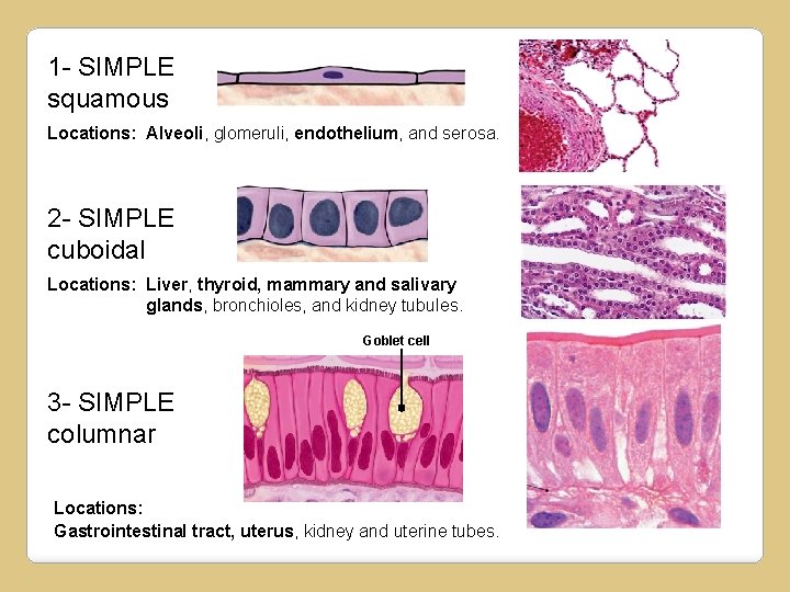 Lecture 11 Histology Objectives Chapter 5 1 Define