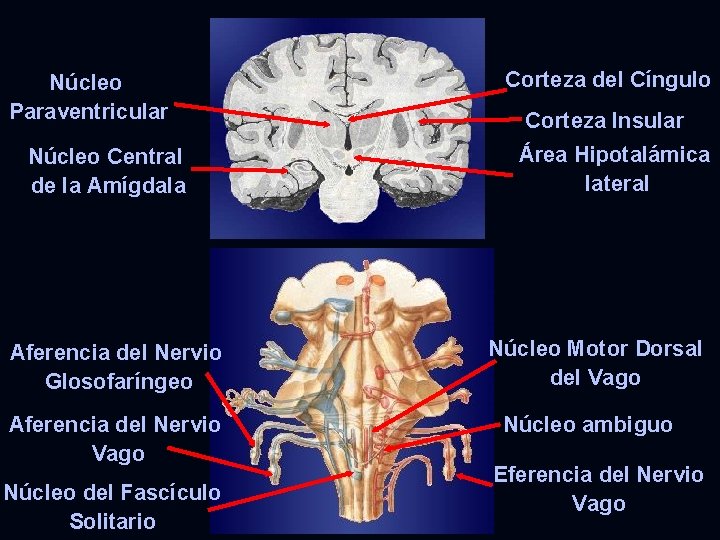 FISIOLOGIA DEL SISTEMA NERVIOSO AUTONOMO DRA ROXANA VILLACORTA