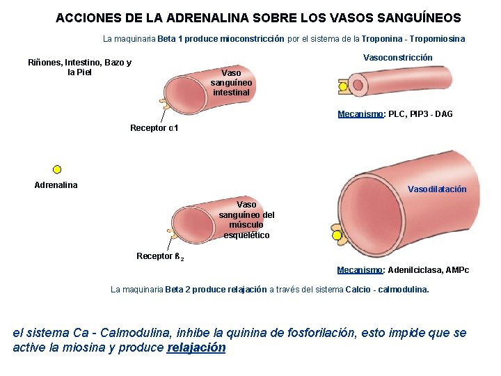 FISIOLOGIA DEL SISTEMA NERVIOSO AUTONOMO DRA ROXANA VILLACORTA