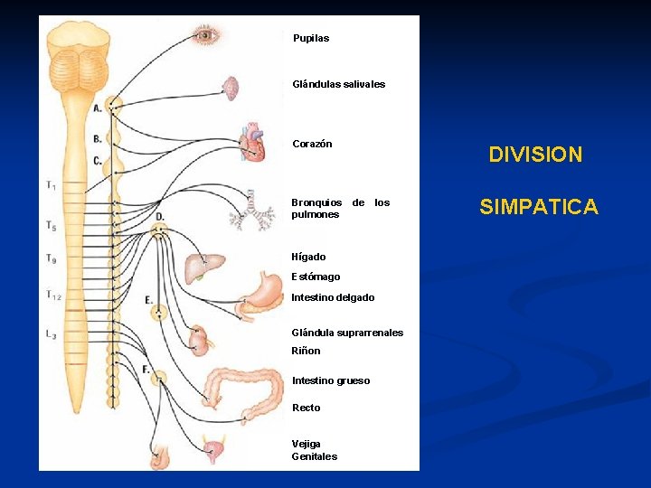 FISIOLOGIA DEL SISTEMA NERVIOSO AUTONOMO DRA ROXANA VILLACORTA