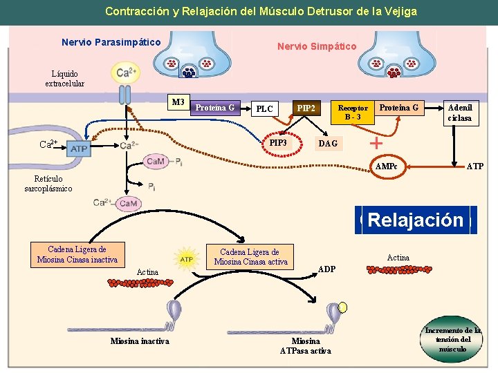 FISIOLOGIA DEL SISTEMA NERVIOSO AUTONOMO DRA ROXANA VILLACORTA