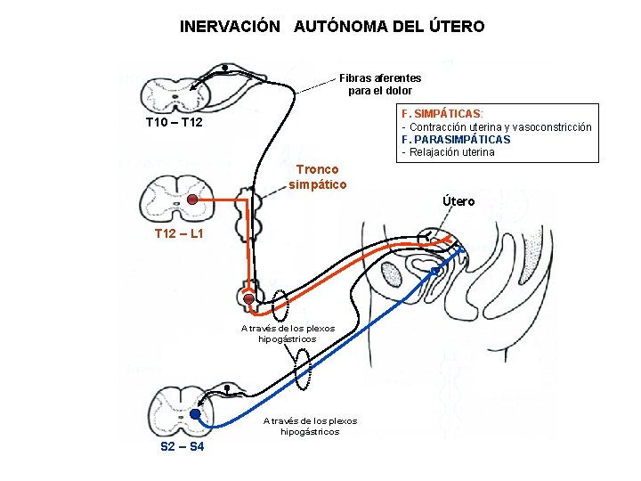 FISIOLOGIA DEL SISTEMA NERVIOSO AUTONOMO DRA ROXANA VILLACORTA