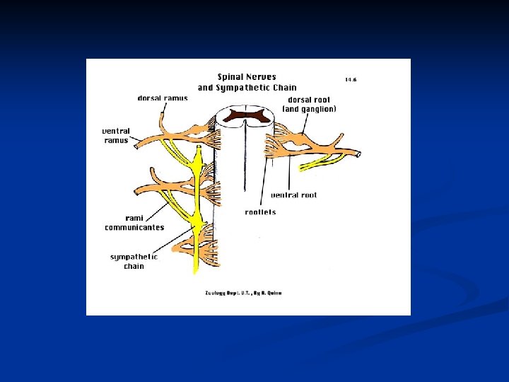 FISIOLOGIA DEL SISTEMA NERVIOSO AUTONOMO DRA ROXANA VILLACORTA