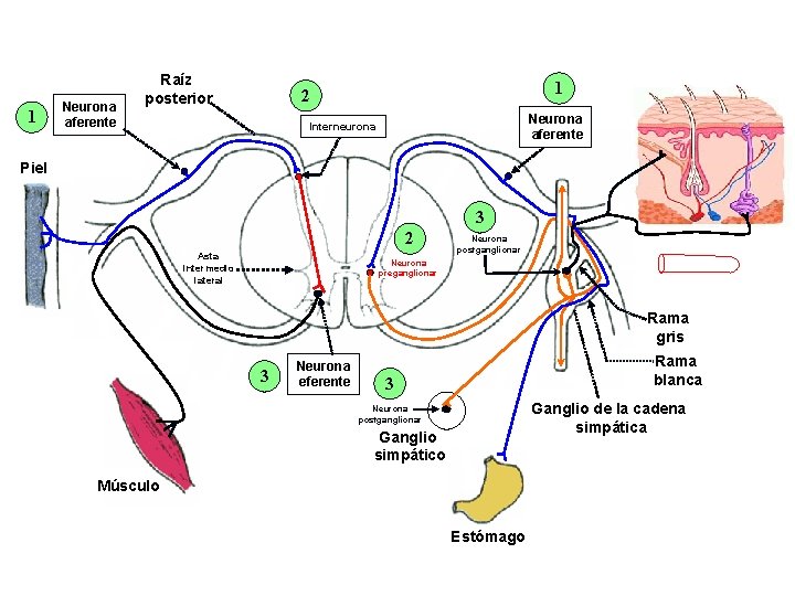 FISIOLOGIA DEL SISTEMA NERVIOSO AUTONOMO DRA ROXANA VILLACORTA