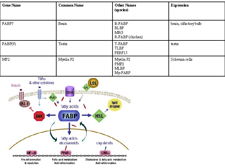 Chapters 8 18 Metabolism and Movement of Lipids