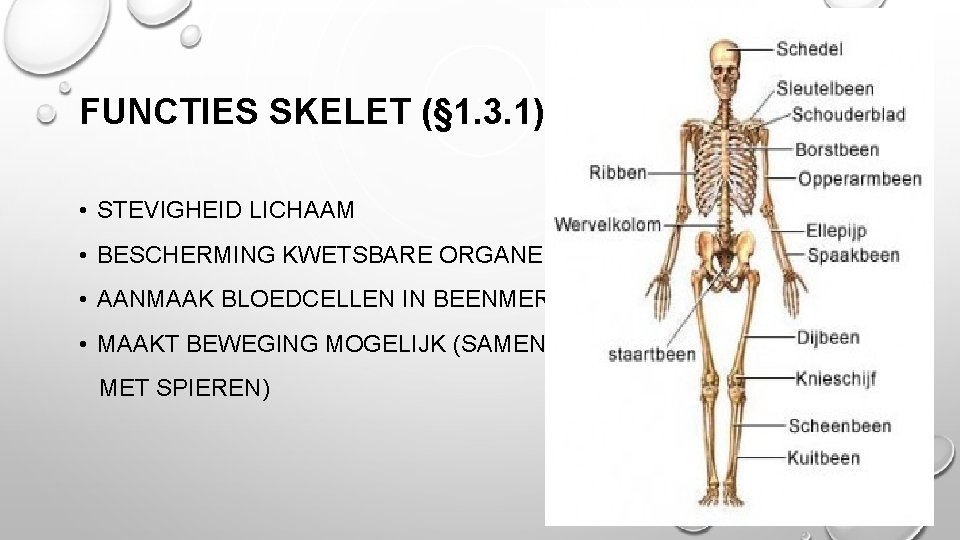 ANATOMIE EN FYSIOLOGIE LES 2 TERUGBLIK VORIGE LES