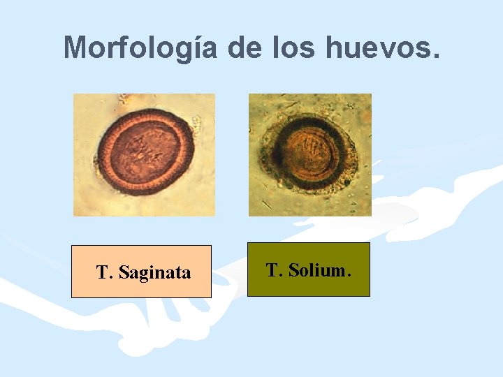 Parasitismo Intestinal Definicin Las Helmintiasis Transmitidas por contacto