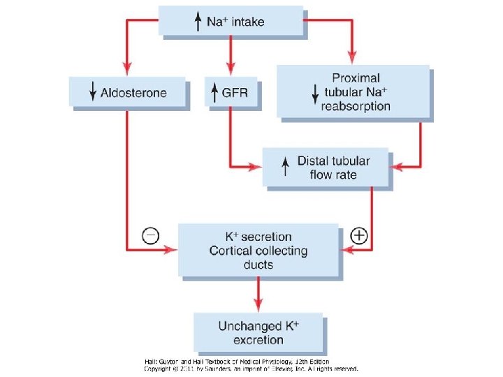 Role of Kidneys In Regulation Of Potassium Levels
