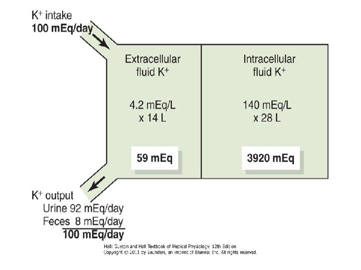 Role of Kidneys In Regulation Of Potassium Levels