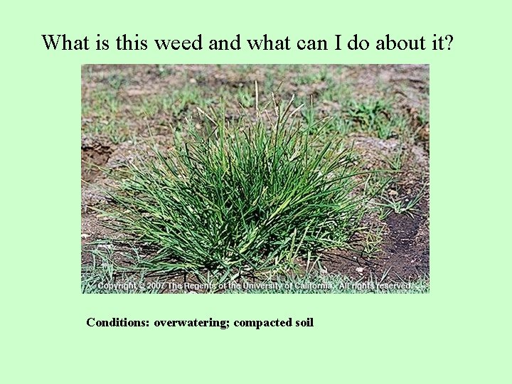 What is this weed and what can I