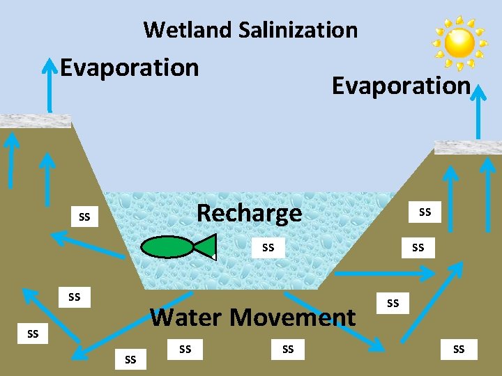 Soil Salinity Management Through Cropping Systems Chris Augustin