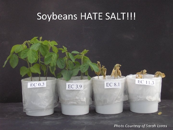 Soil Salinity Management Through Cropping Systems Chris Augustin