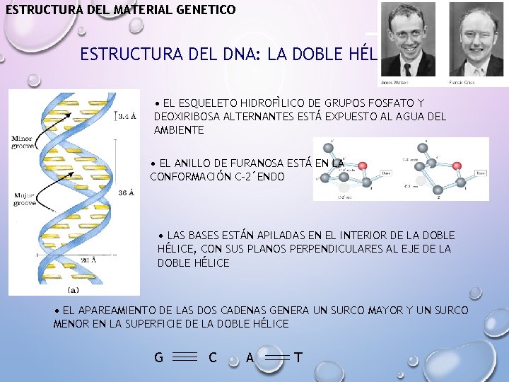 ESTRUCTURA DEL MATERIAL GENTICO I INTRODUCCIN SOBRE LOS