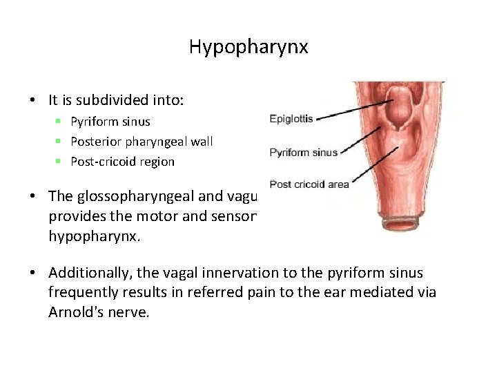 Pharynx By Dr Nourizadeh Assistant professor of E