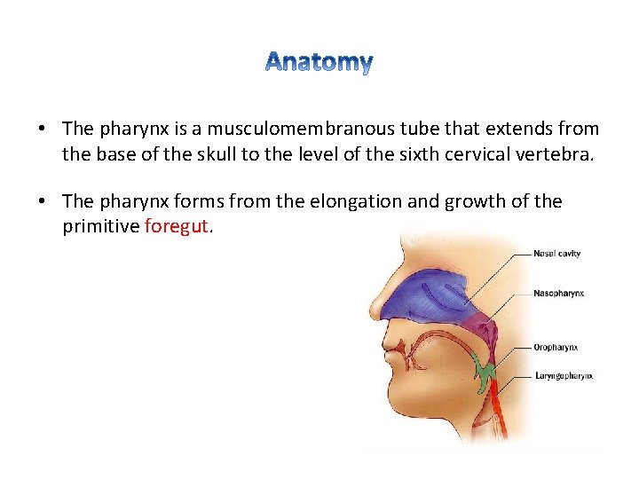 Pharynx By Dr Nourizadeh Assistant professor of E
