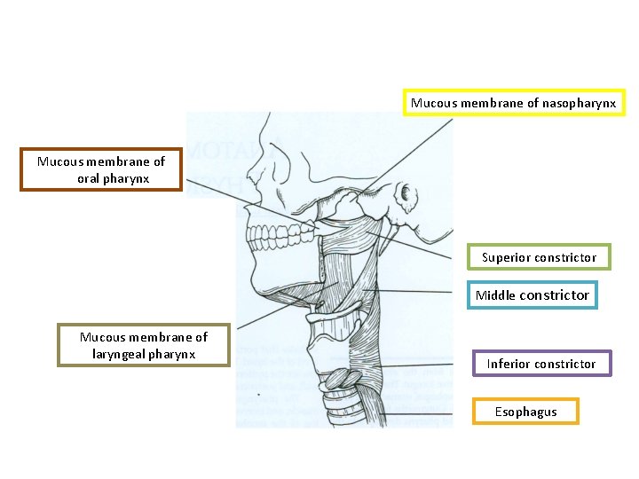 Pharynx By Dr Nourizadeh Assistant professor of E