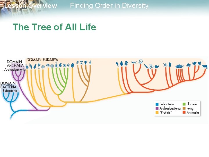 Lesson Overview Finding Order in Diversity Lesson Overview