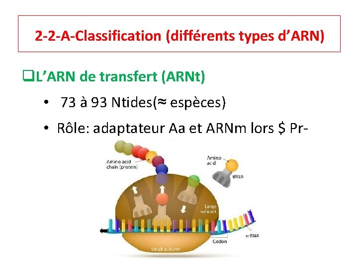 2 1 LACIDES DSOXYRIBONUCLIQUE ADN STRUCTURE ORGANISATION ADN