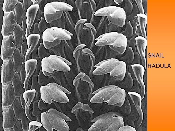 TOOLS OF LIFE SCIENTISTS Class Notes Unit 1