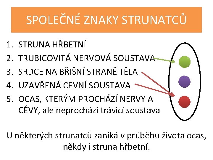 Kmen STRUNATCI STRUNATCI OBECN Nejdokonalej kmen ivoich adme