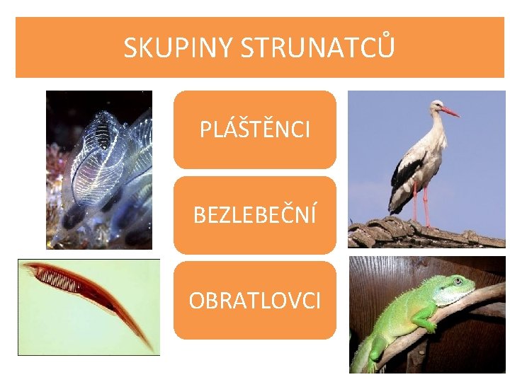 Kmen STRUNATCI STRUNATCI OBECN Nejdokonalej kmen ivoich adme