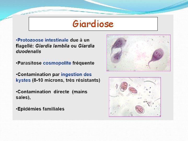 Diarrhes parasitaires Amibiase intestinale Entamoeba histolytica ...