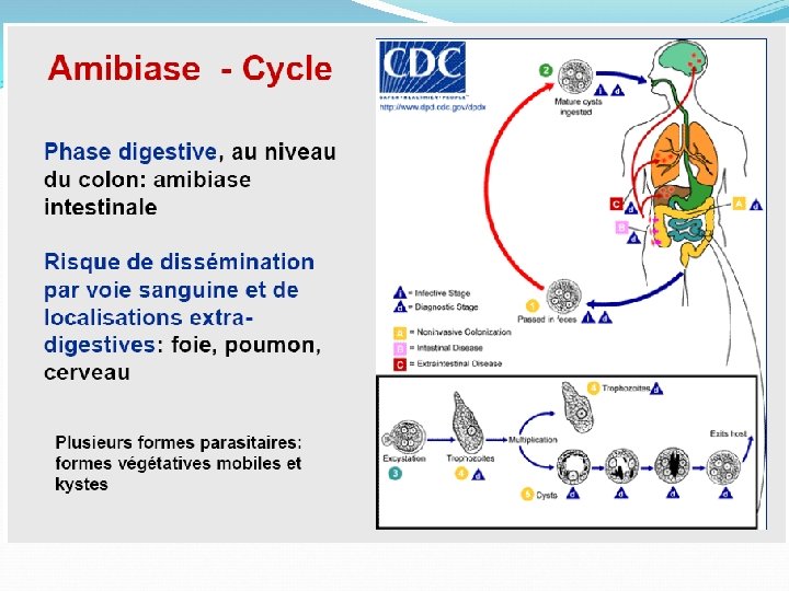 Diarrhes parasitaires Amibiase intestinale Entamoeba histolytica ...