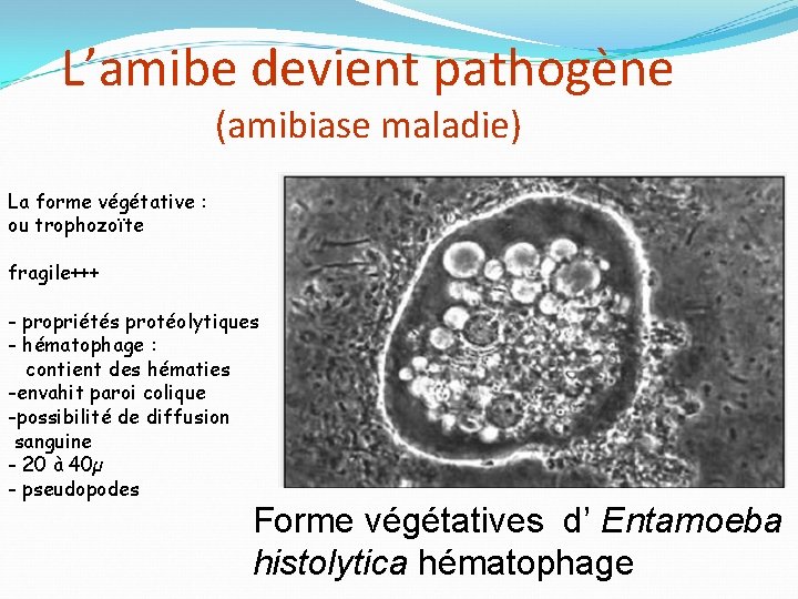 Diarrhes parasitaires Amibiase intestinale Entamoeba histolytica ...