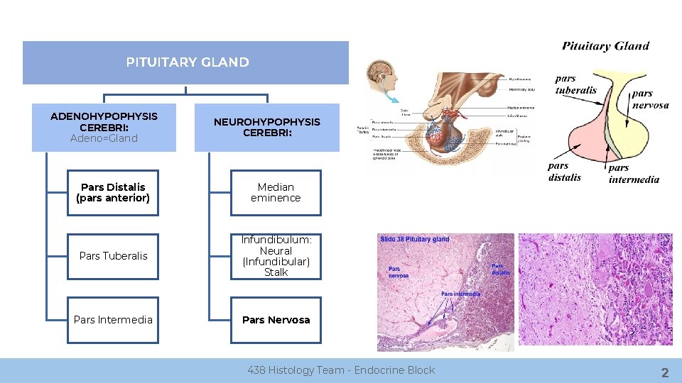 PITUITARY GLAND Objectives The microscopic structure of the