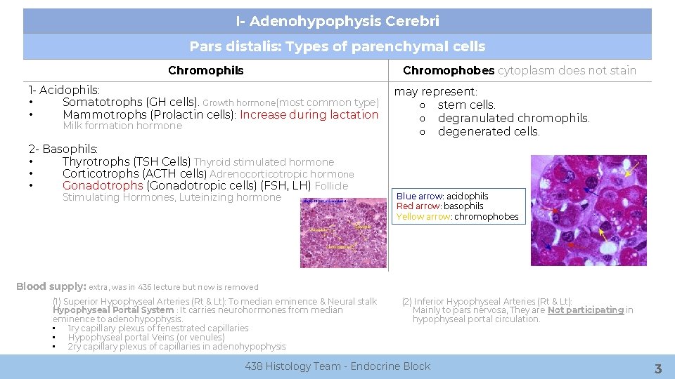 PITUITARY GLAND Objectives The microscopic structure of the