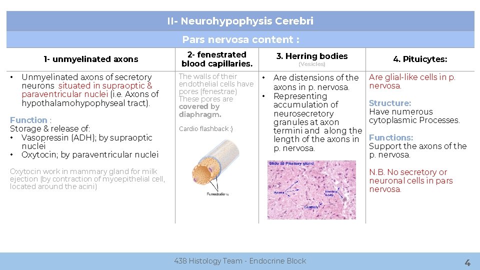 PITUITARY GLAND Objectives The microscopic structure of the