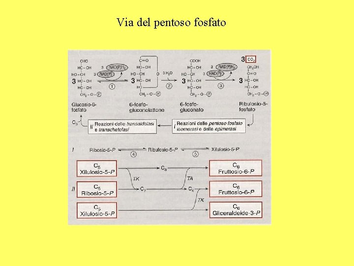 Metabolismo Processo mediante il quale i microrganismi assumono
