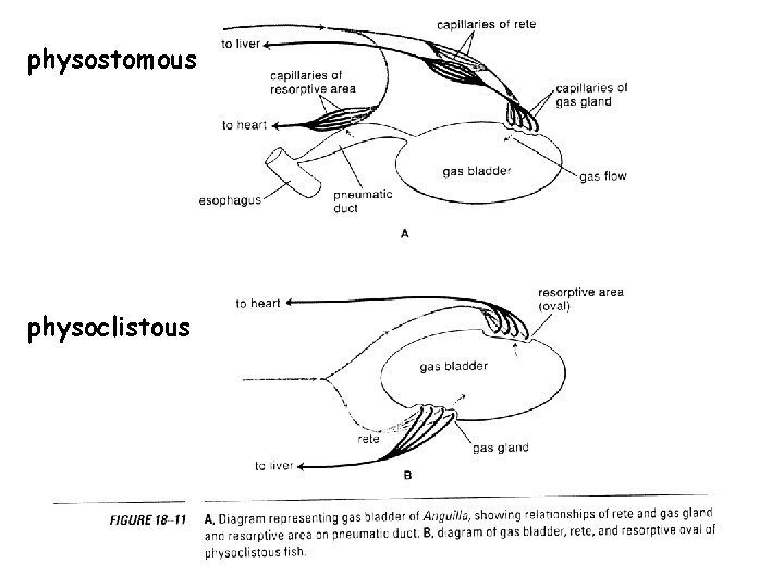 Soft Anatomy Alimentary canal Gas bladder Digestive tracts