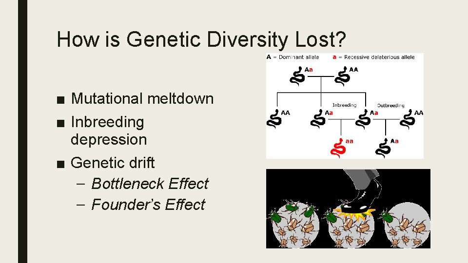CONSERVATION GENETICS By Abby Ferson and Haley Roddy