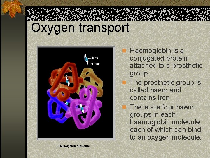 Oxygen transport n Haemoglobin is a conjugated protein