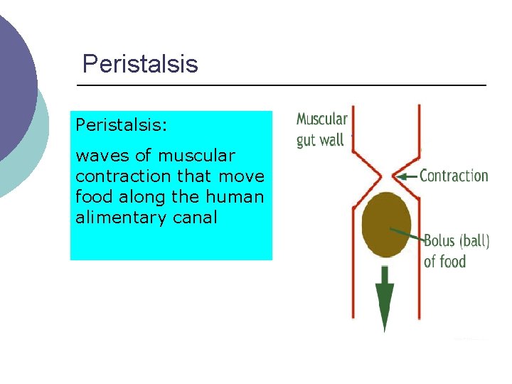 Lesson 2 The Human Alimentary Canal The Human
