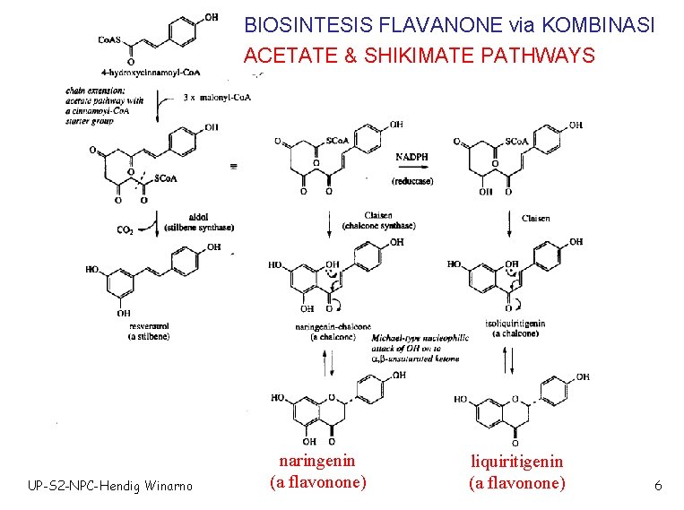 KIMIA BAHAN ALAM THE SHIKIMATE PATHWAY Disusun oleh