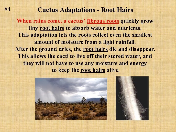 1 Roots are important to plants They absorb