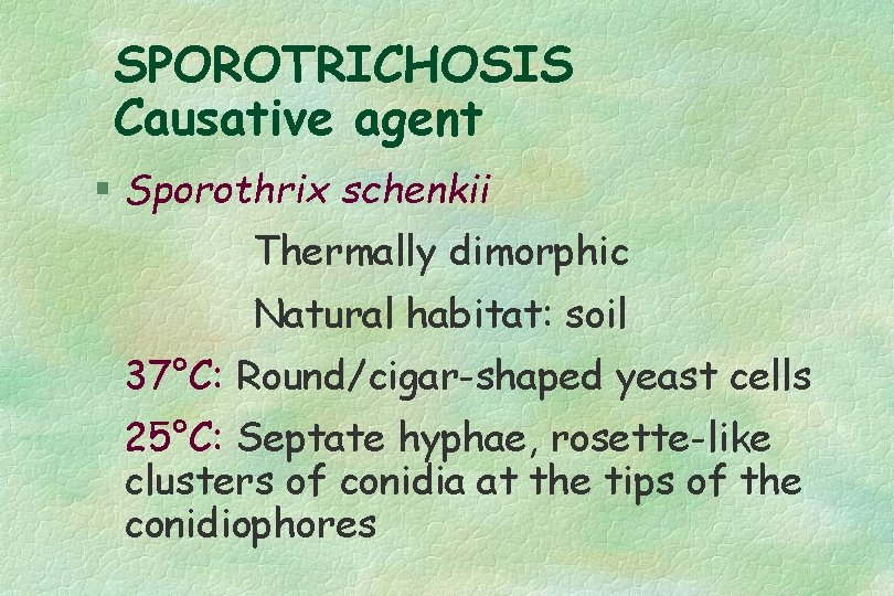 SUBCUTANEOUS MYCOSES Sevtap Arikan MD SUBCUTANEOUS MYCOSES Sporotrichosis