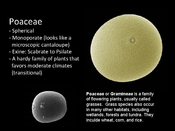 A Pollen Key for Quaternary Paleontology Amaranthus Spherical