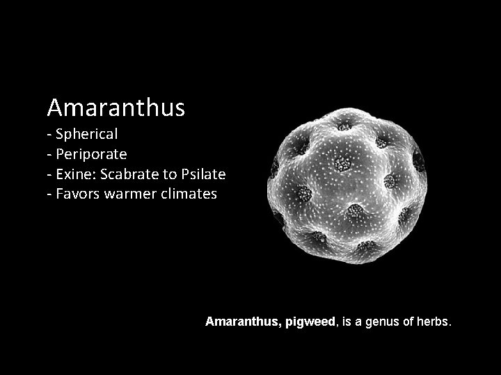 A Pollen Key for Quaternary Paleontology Amaranthus Spherical