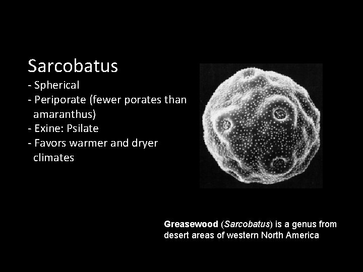 A Pollen Key for Quaternary Paleontology Amaranthus Spherical