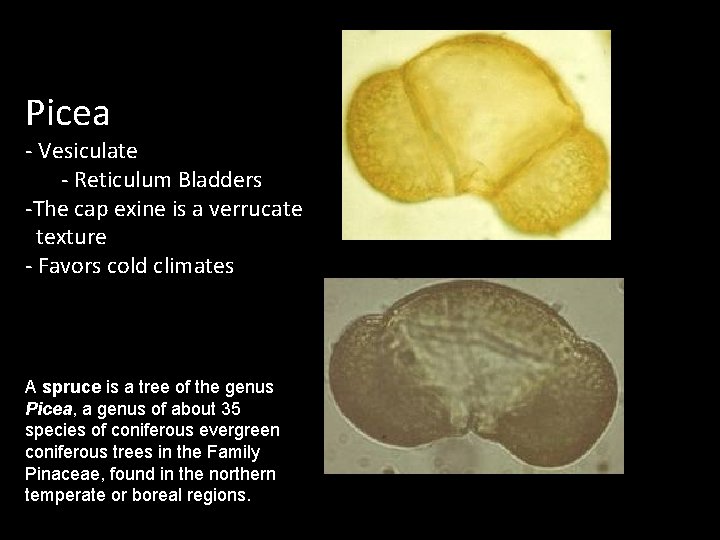 A Pollen Key for Quaternary Paleontology Amaranthus Spherical