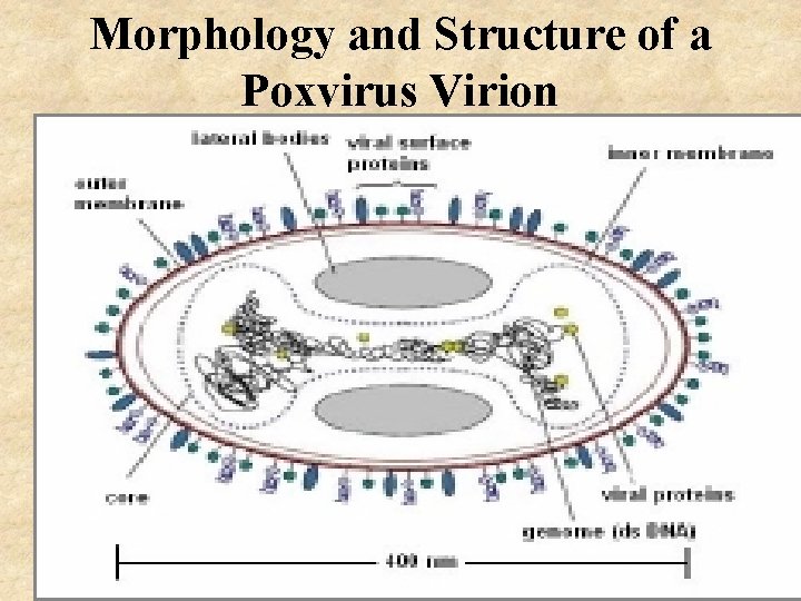 POXVIRUSES Classification Of Poxviruses v Family Poxviridae v