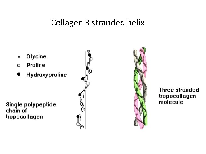 FIBROUS PROTEINS COLLAGEN Major fibrous protein of epithelial