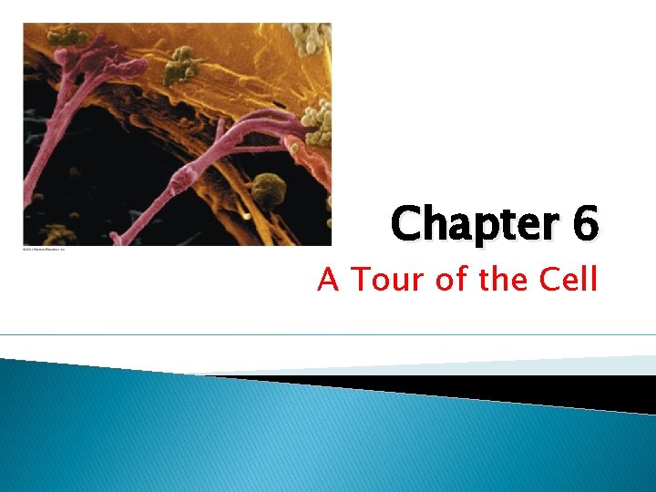 Chapter 6 A Tour of the Cell The