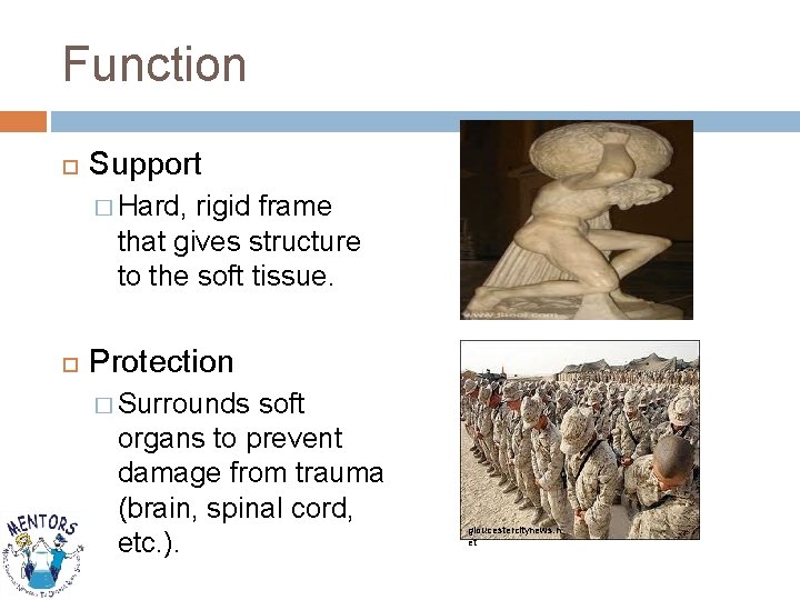 BONES Function Support Hard rigid frame that gives