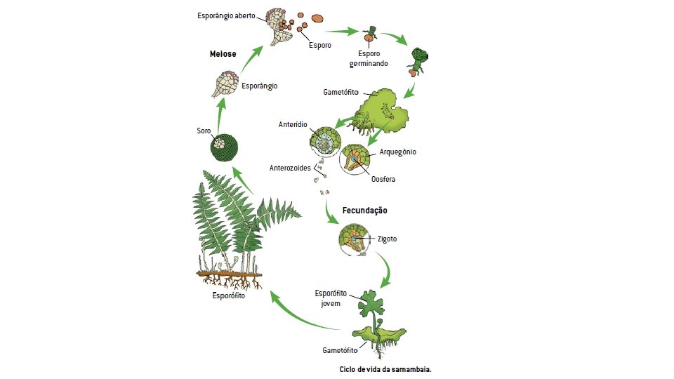 Ciclos reprodutivos Ciclo Haplobionte Ciclo de vida no